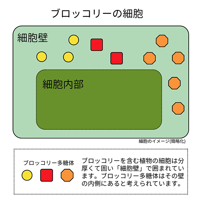 免疫機能に働きかけるブロッコリー多糖体に関する研究 | 研究開発 | イマジン・グローバル・ケア株式会社